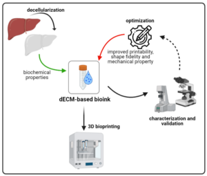 dECM-based bioink for liver 3d printing | Compmech