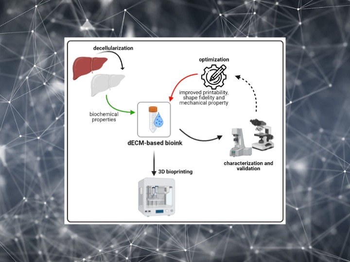 dECM-based bioink for liver 3d printing | Compmech