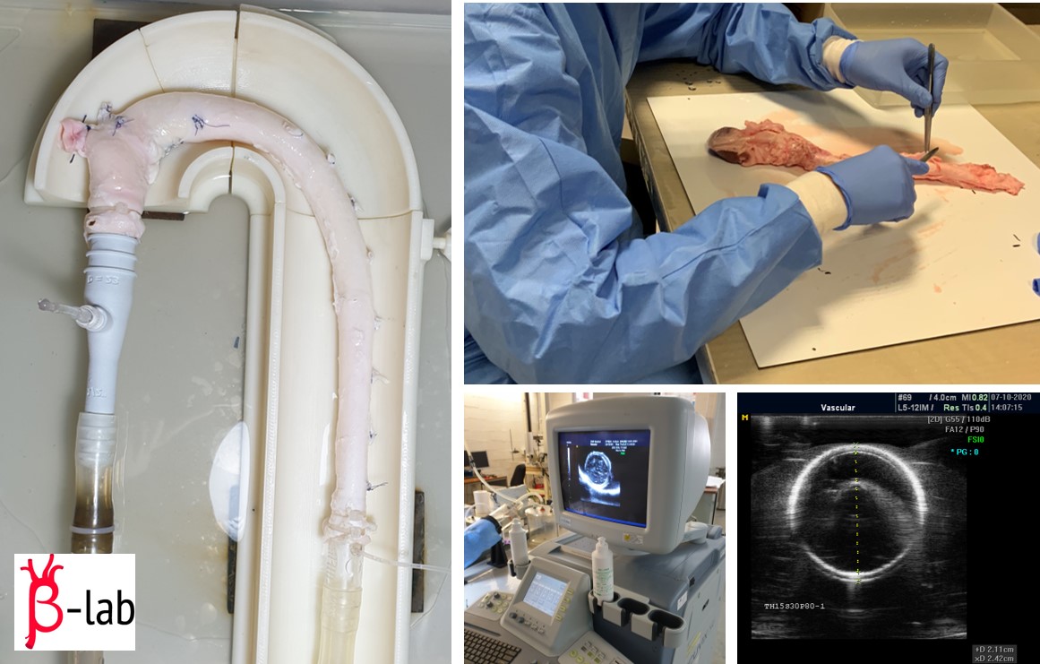 Ex-vivo experiments for characterization of cardiovascular tissues and ...